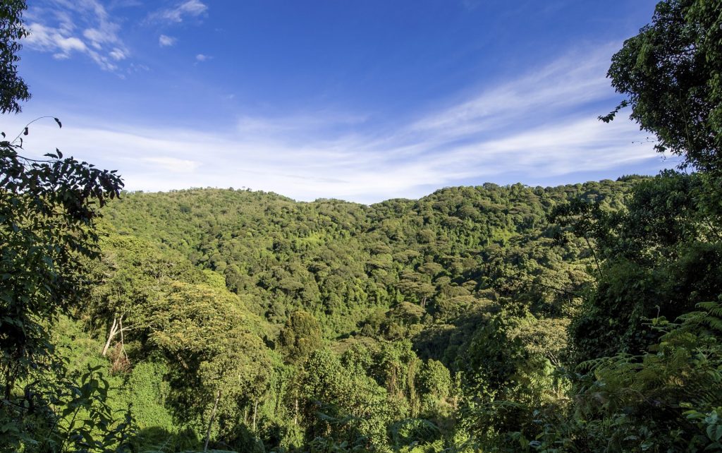 Bosque nublado de Mindo - Tierra Verde